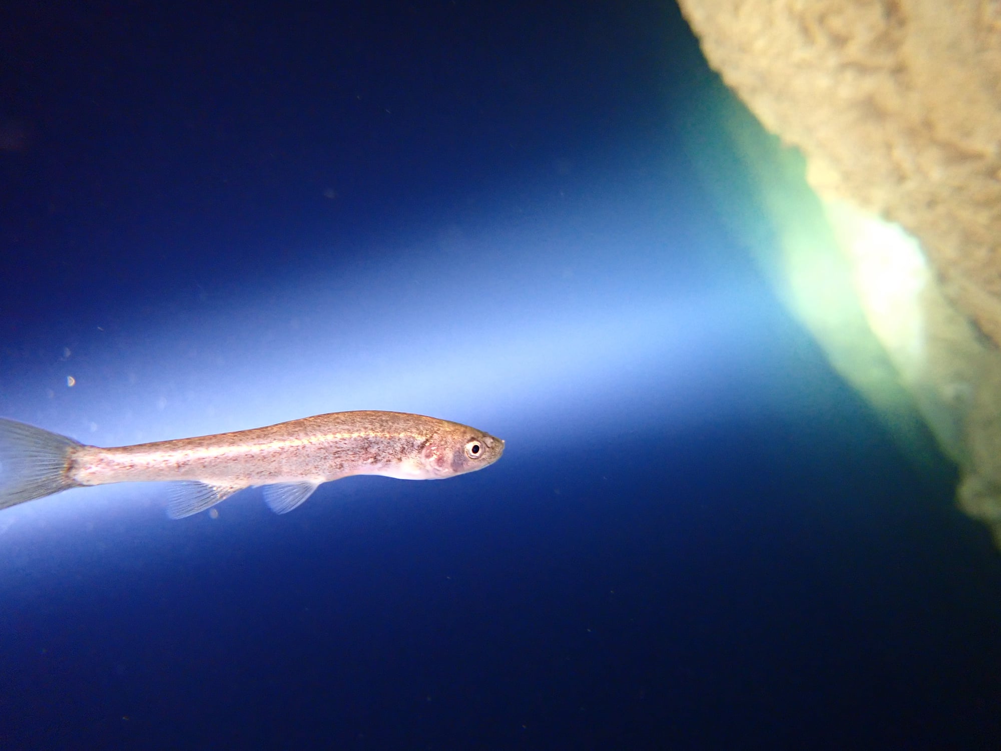 POPOVSKA GAOVICA: ISTRAŽIVANJE I ZAŠTITA UGROŽENE ENDEMSKE VRSTE ...